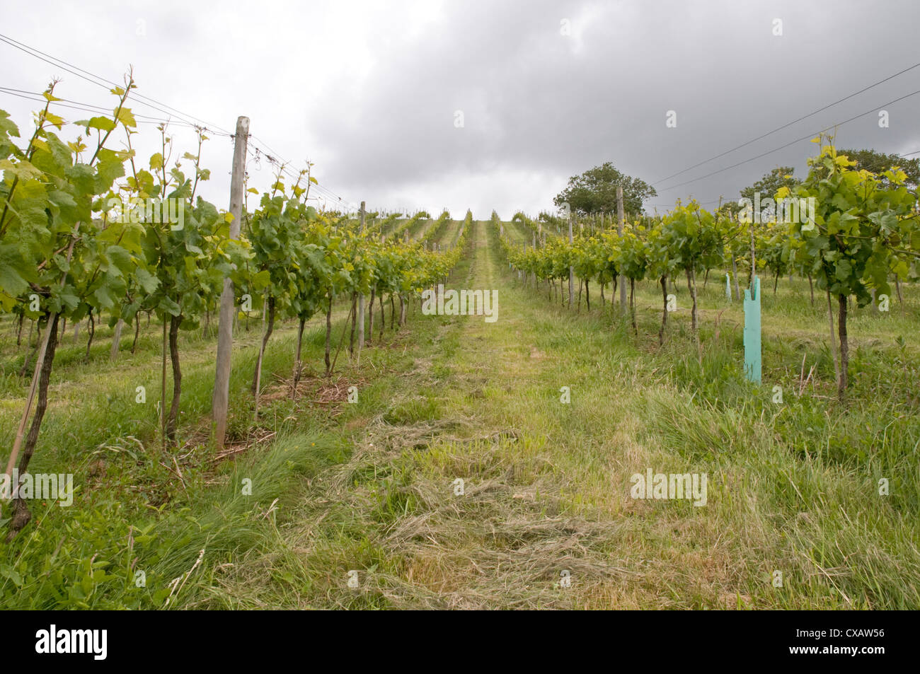 Old grapevines hi-res stock photography and images - Alamy