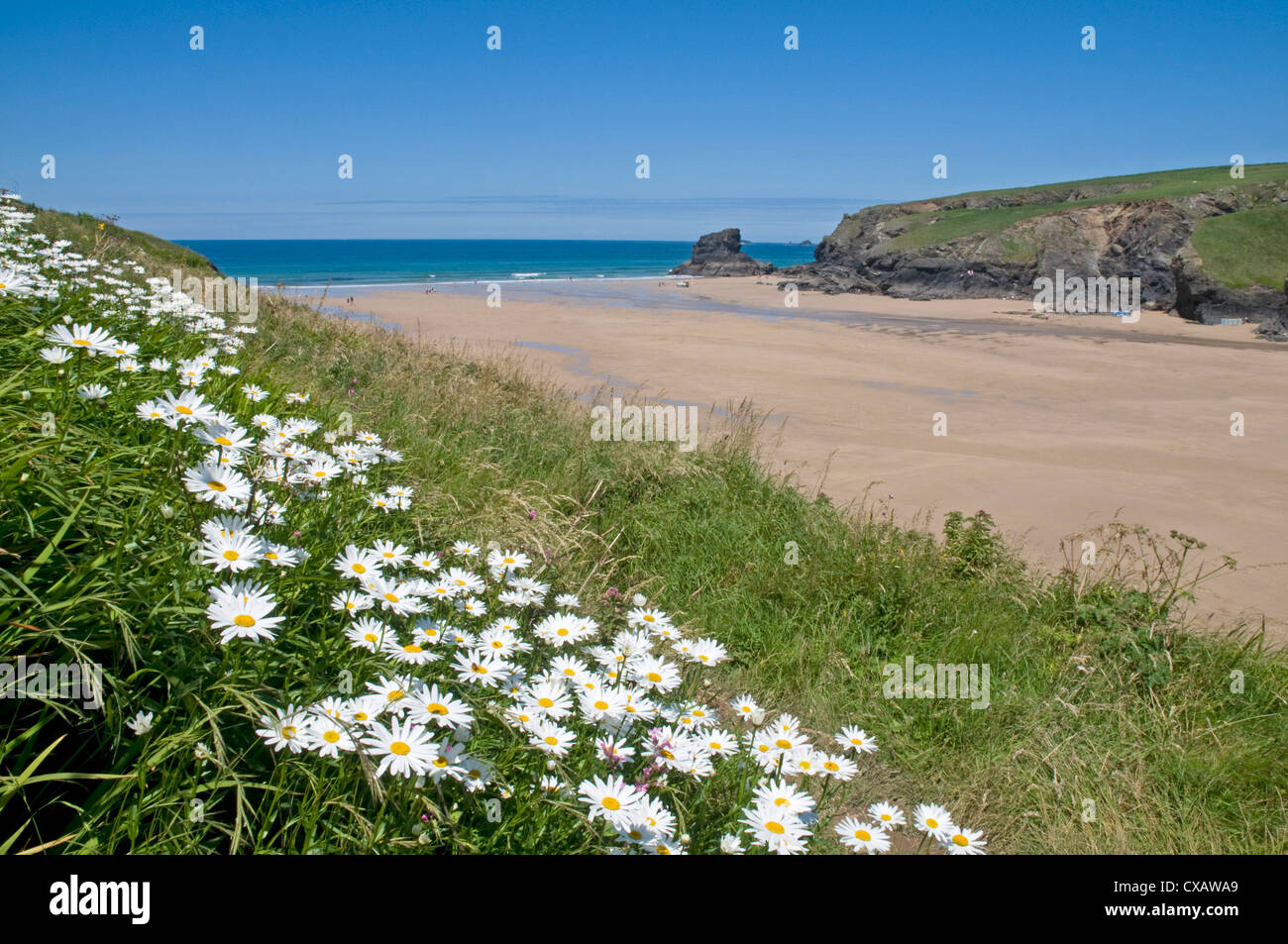 Cornwall beach flowers hi-res stock photography and images - Alamy