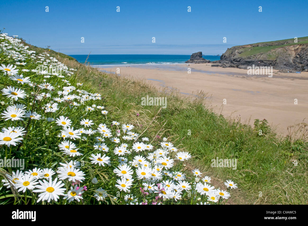 Cornwall beach flowers hi-res stock photography and images - Alamy