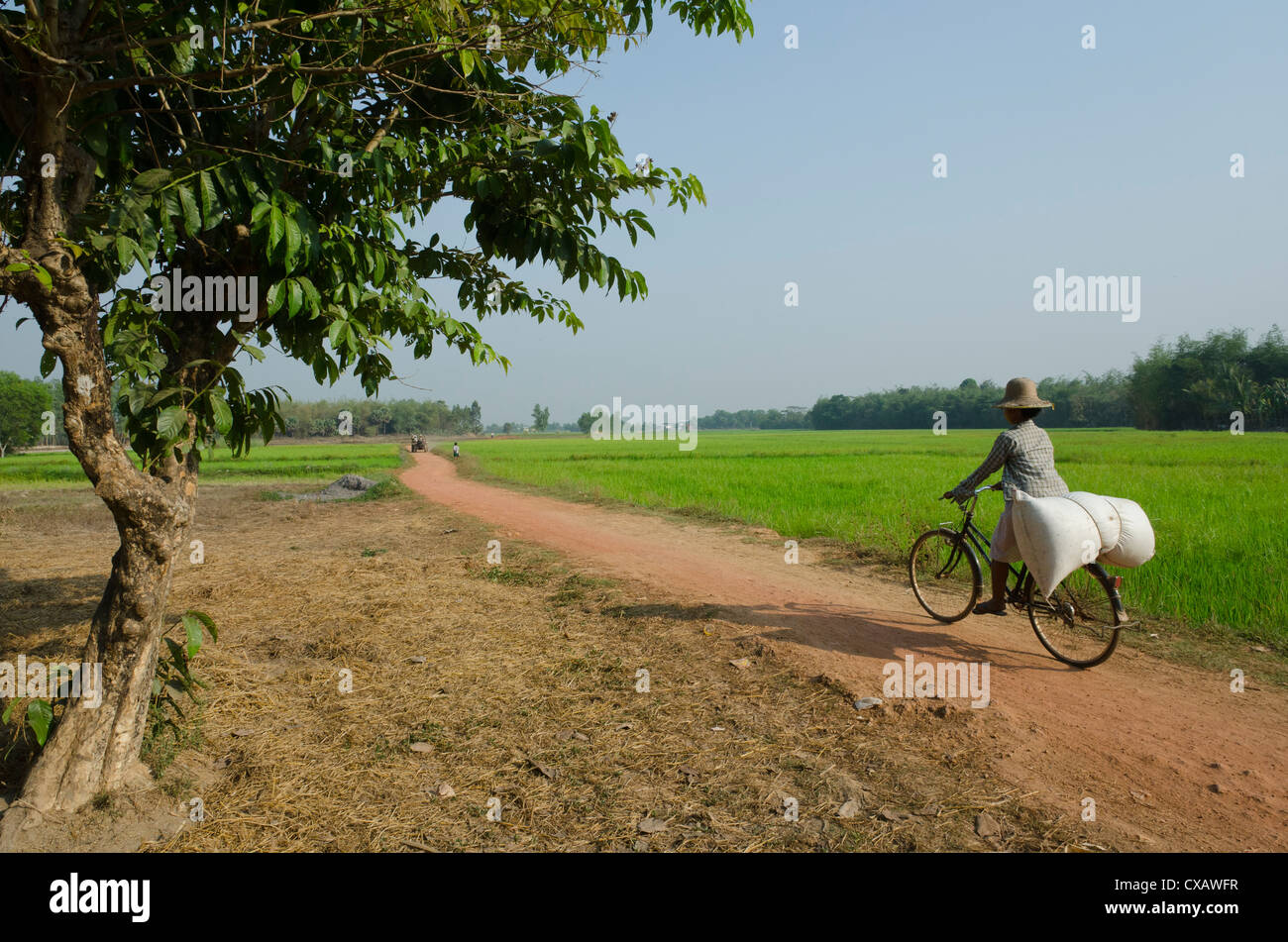 Farmer carrying a big bag on her bicycle amongst rice paddies, Myaungma ...