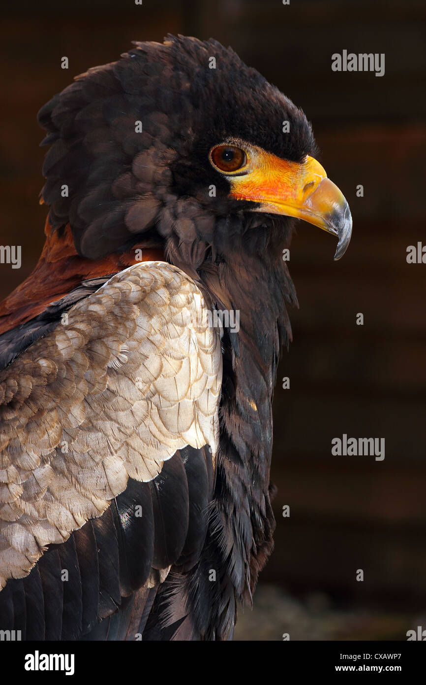 Head plumage of bateleur eagle hi-res stock photography and images - Alamy