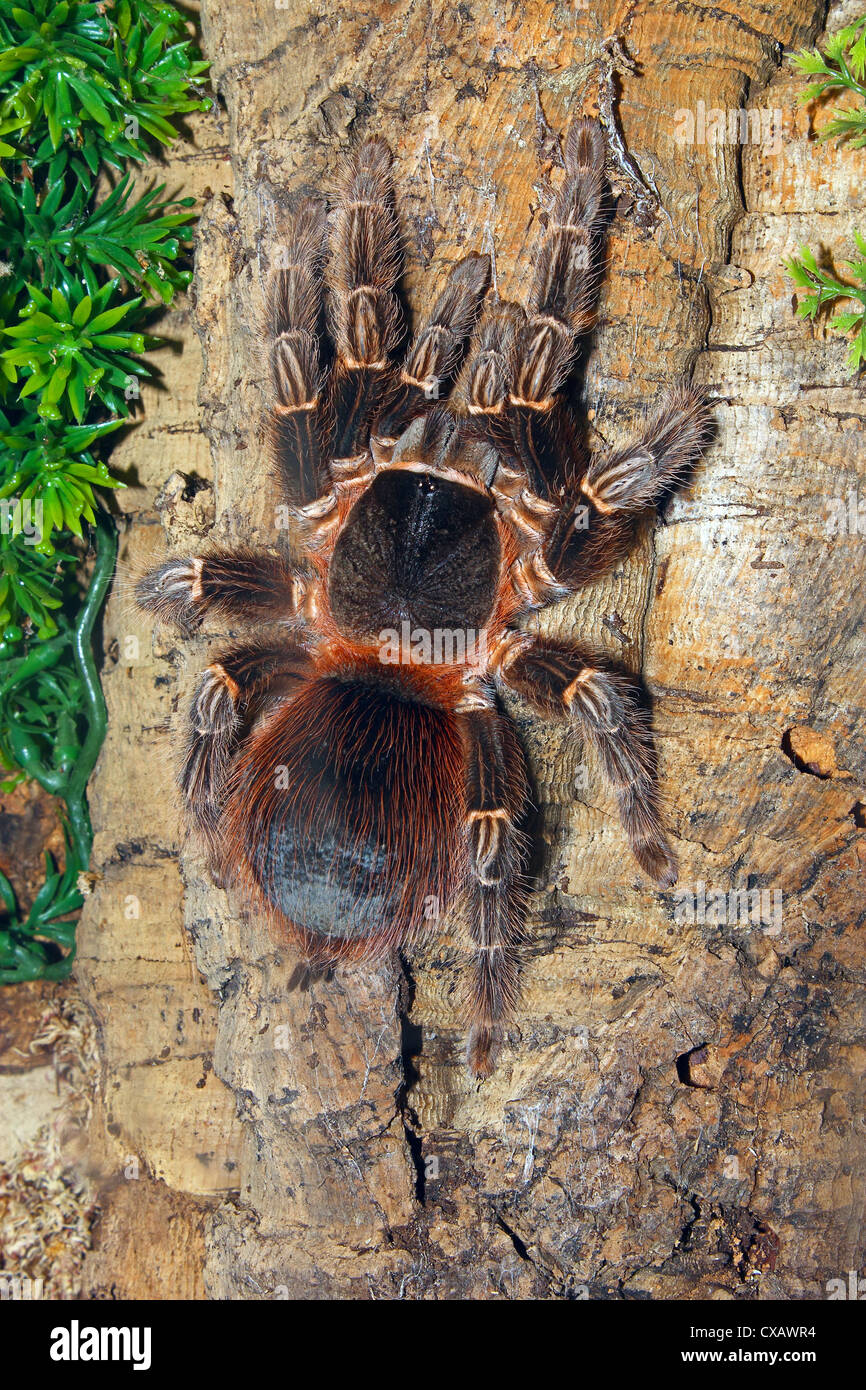 Brazilian Fire Red, one of the biggest tarantula giants, Brazil, South ...