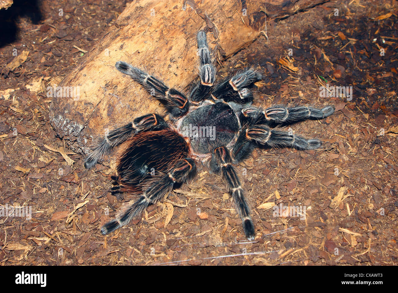 Brazilian salmon pink bird-eating tarantula (Lasiodora parahybana ...