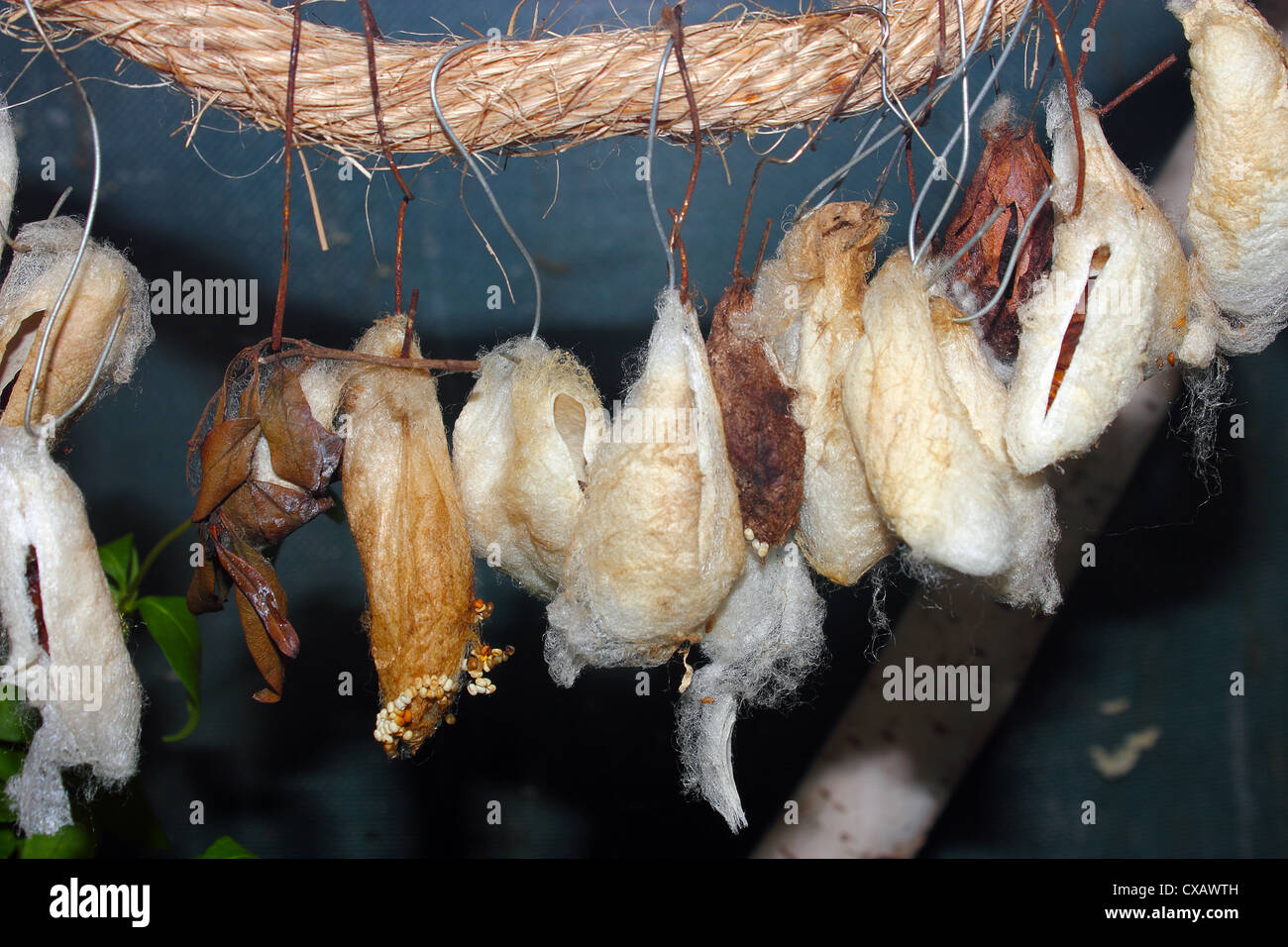 What Is A Cocoon Called at Blake Sadlier blog