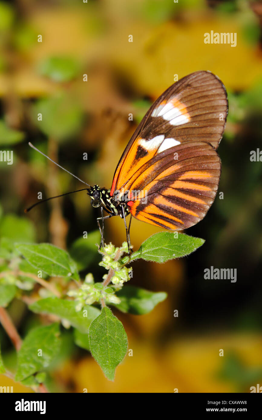 Hecales longwing butterfly (Heliconius hecale), widespread across South ...
