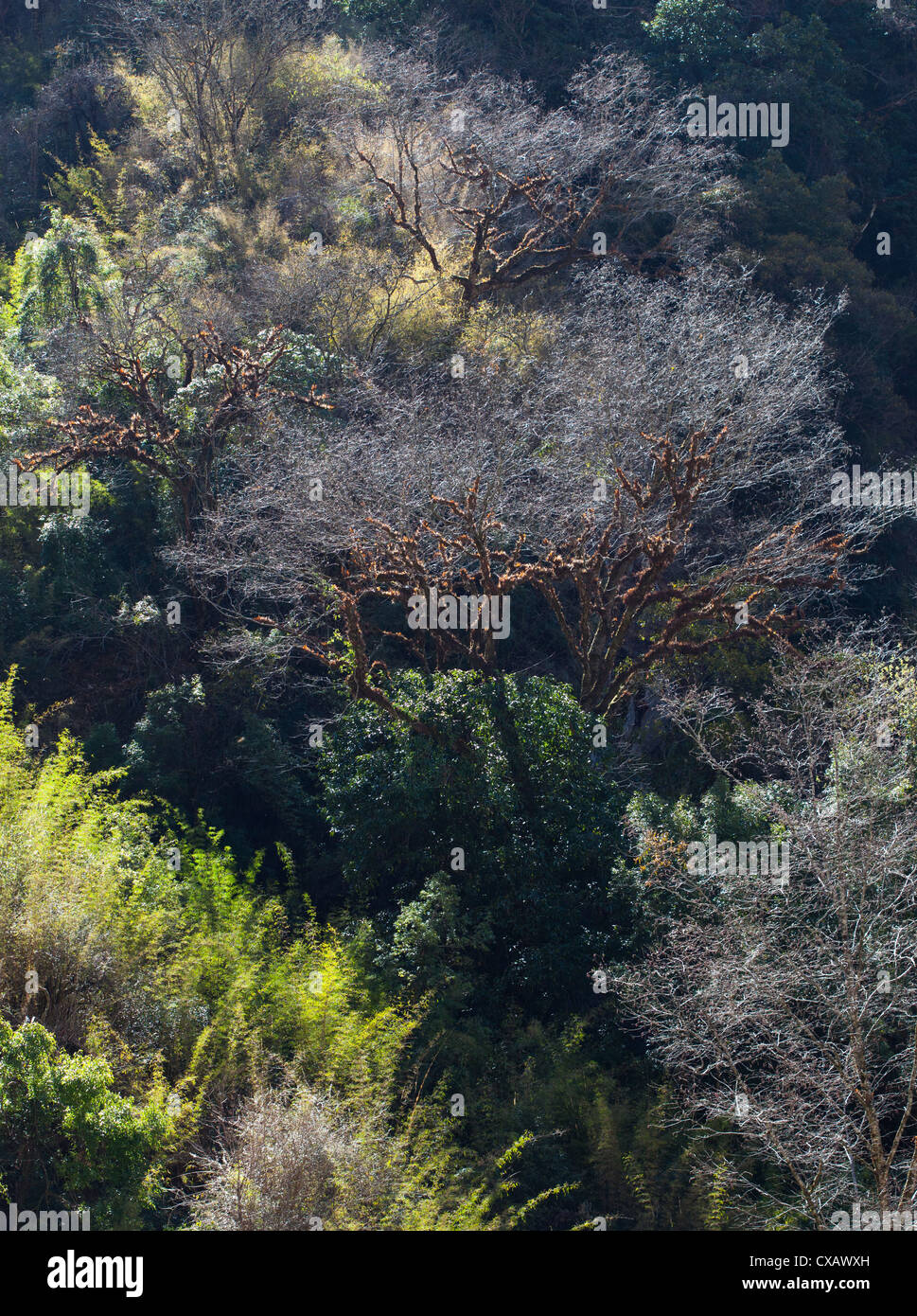 Orange lichen growing on trees on a hillside along the Langtang Valley ...