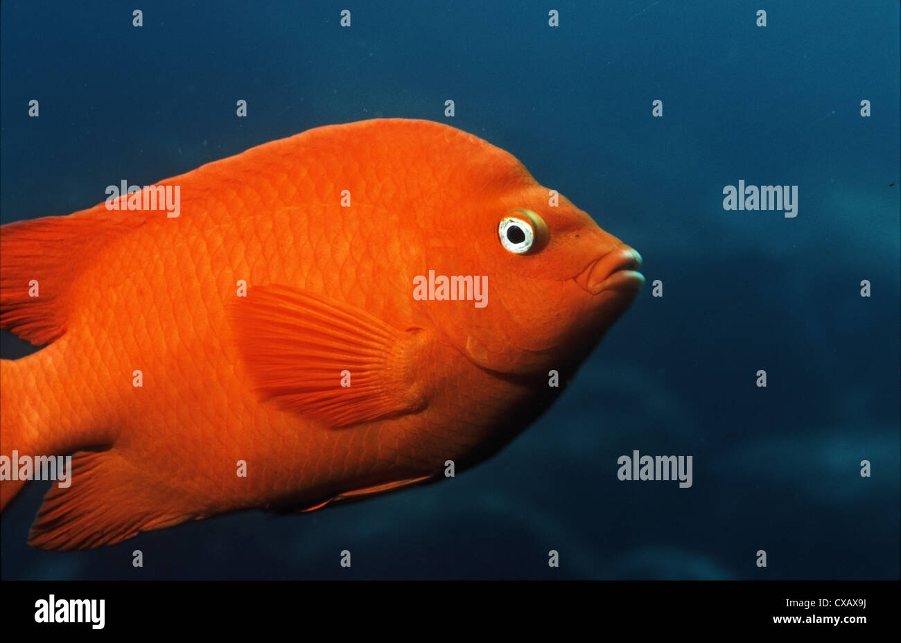Garibaldi damselfish hi-res stock photography and images - Alamy