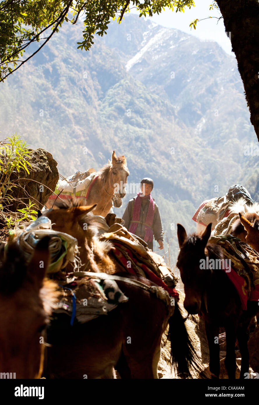 Mule train hi-res stock photography and images - Alamy
