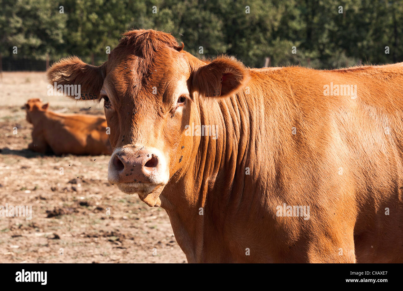 Aubrac aveyron hi-res stock photography and images - Alamy