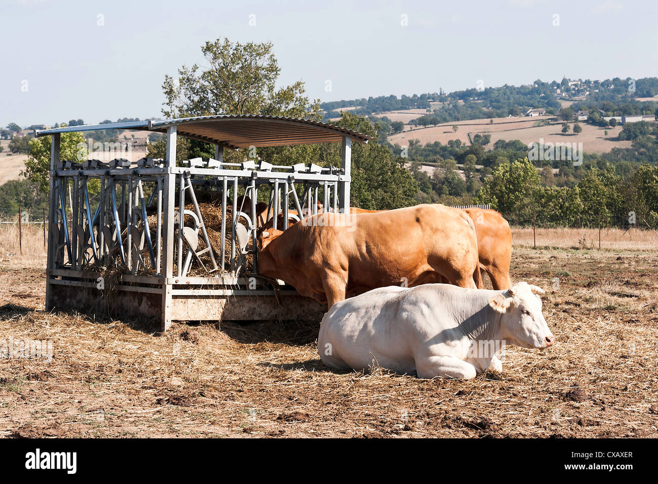 Aubrac and Charolais Beef Cattle Feeding in a Field at Laval Pradinas ...