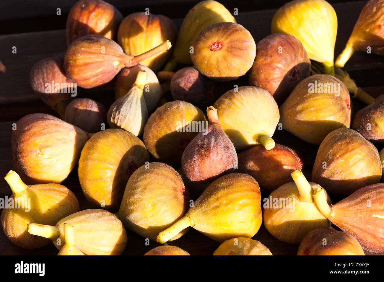 Fresh Figs Ripening in French Sunshine in Laval near Pradinas Aveyron ...