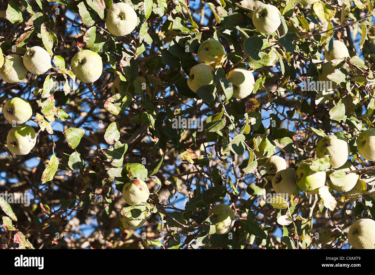 Used in preserves hi-res stock photography and images - Alamy