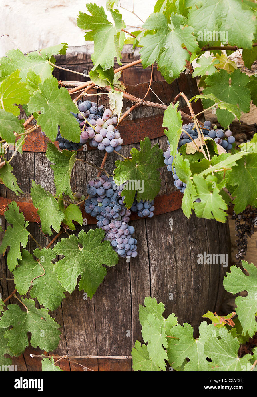 Black Grapes Ripening in the Open Air with an Oak Barrel Behind in a ...