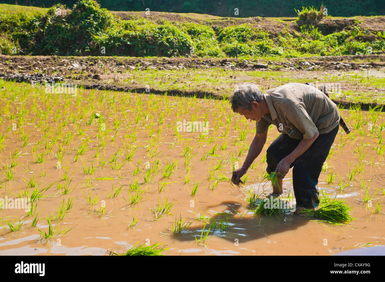 Rice paddy field worker from the Lahu tribe planting rice in rice ...