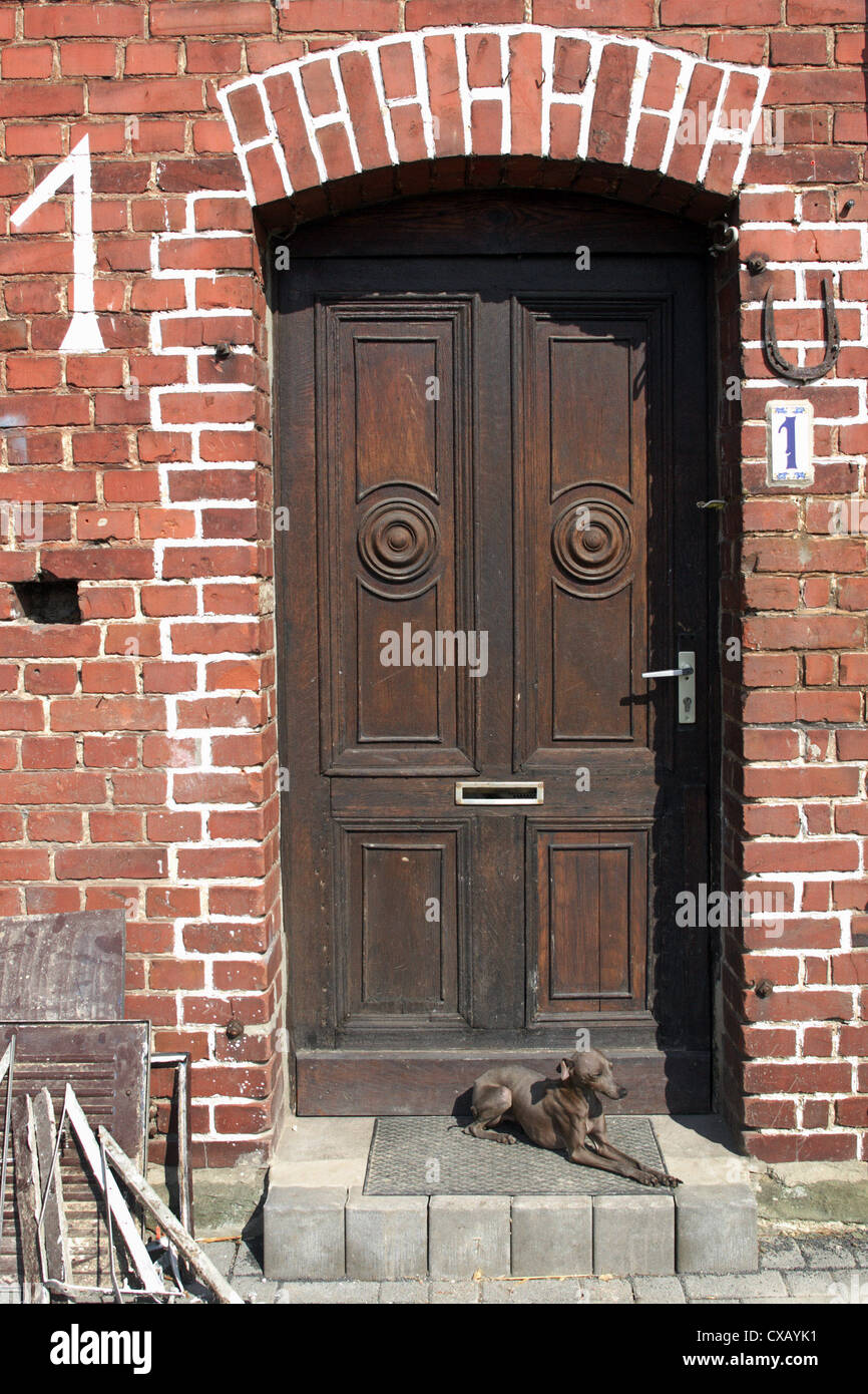 Werl, a Greyhound, Italian Greyhound, is facing a front door Stock ...