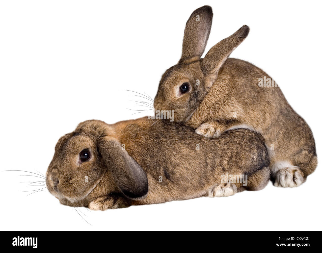 Two rabbits hi-res stock photography and images - Alamy