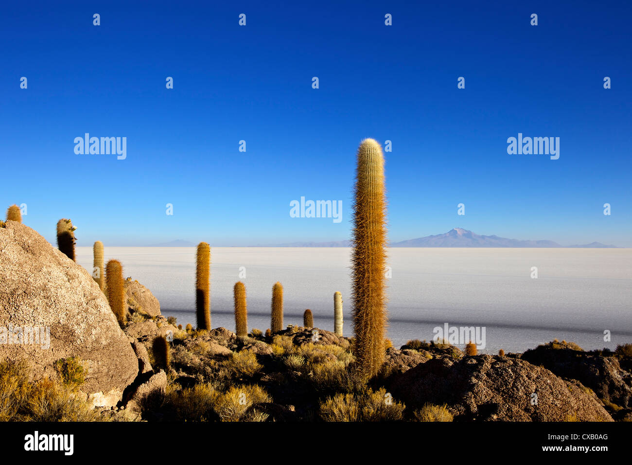 Cacti on Isla de los Pescadores, Mount Tunupa and salt flats Salar de ...
