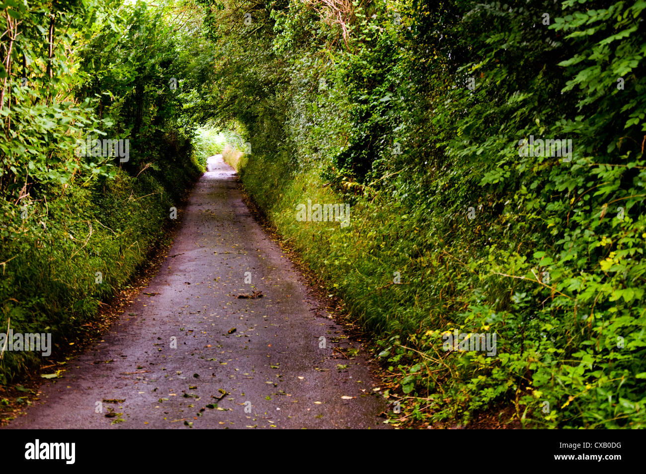 Rural Somerset lane Stock Photo - Alamy