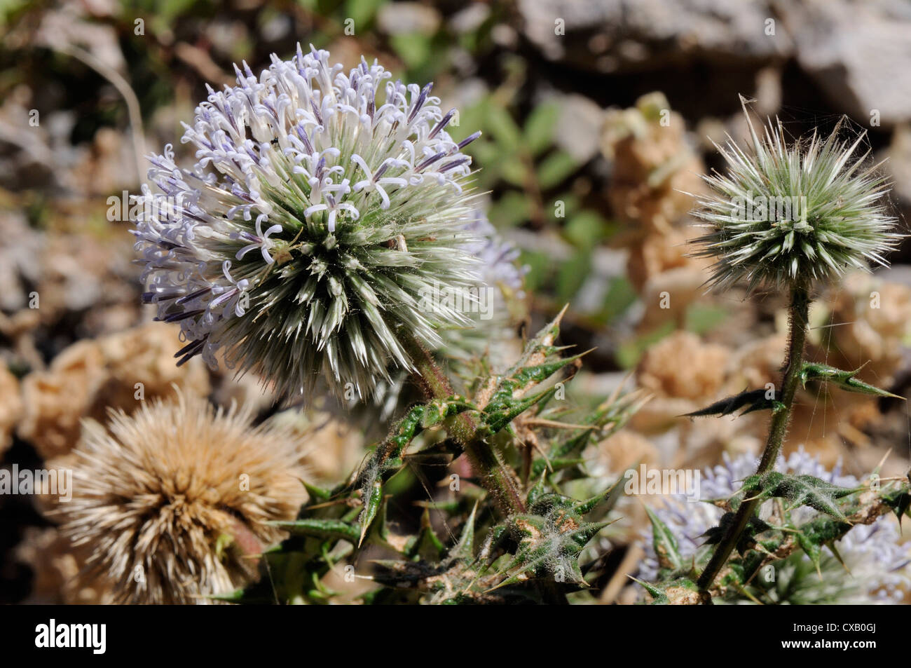 Great globe thistle (Echinops sphaerocephalus), Samos, Greek Islands ...