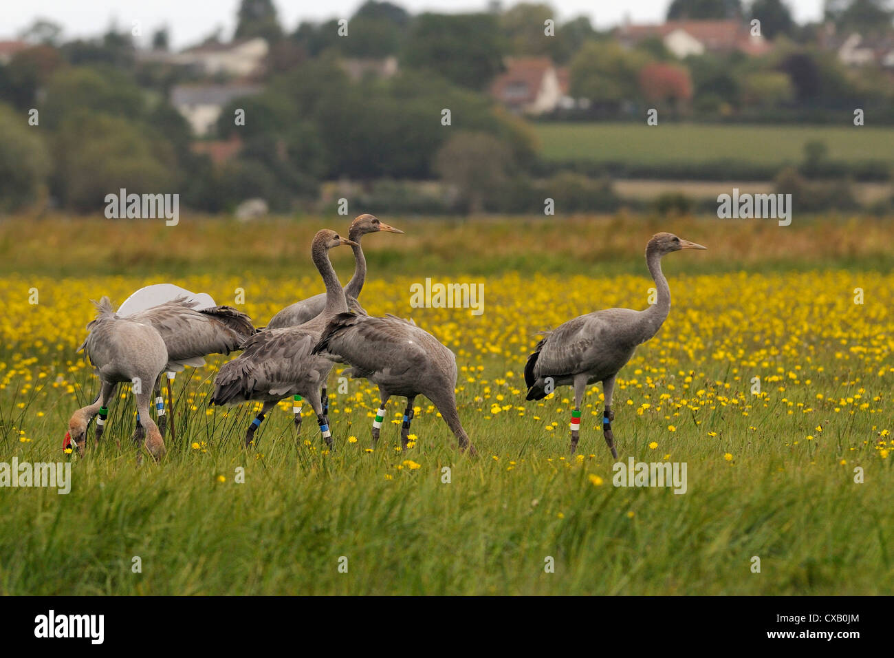 Juvenile Common cranes (Eurasian cranes) (Grus grus) released by the ...
