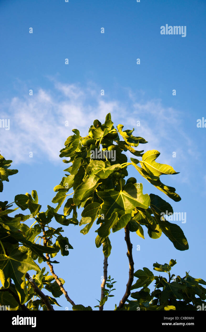 Figs growing on a tree Stock Photo - Alamy