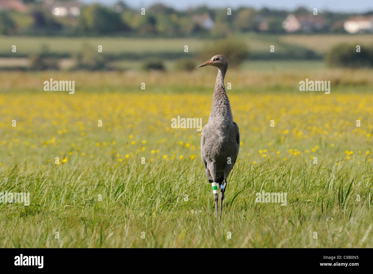 Juvenile Common crane (Eurasian cranes) (Grus grus) released by the ...
