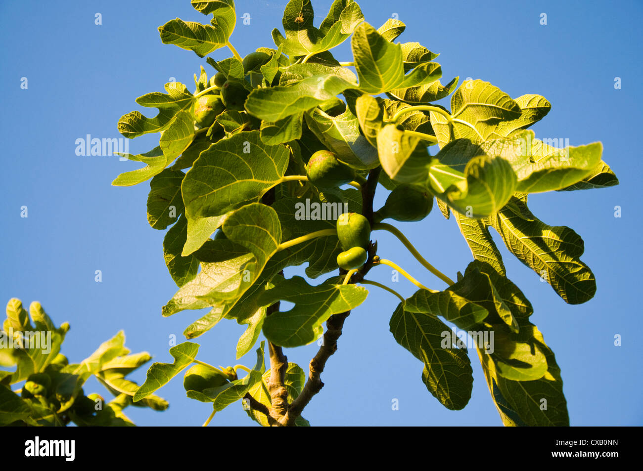 Figs growing on a tree Stock Photo - Alamy