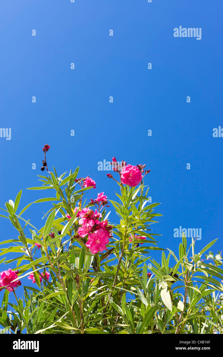 Blue Oleander Flower