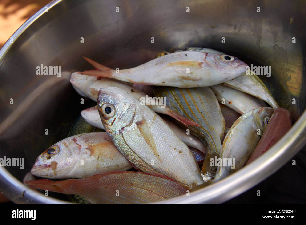 Freshly caught Karenteen Sea Bream. Durban, South Africa Stock Photo ...