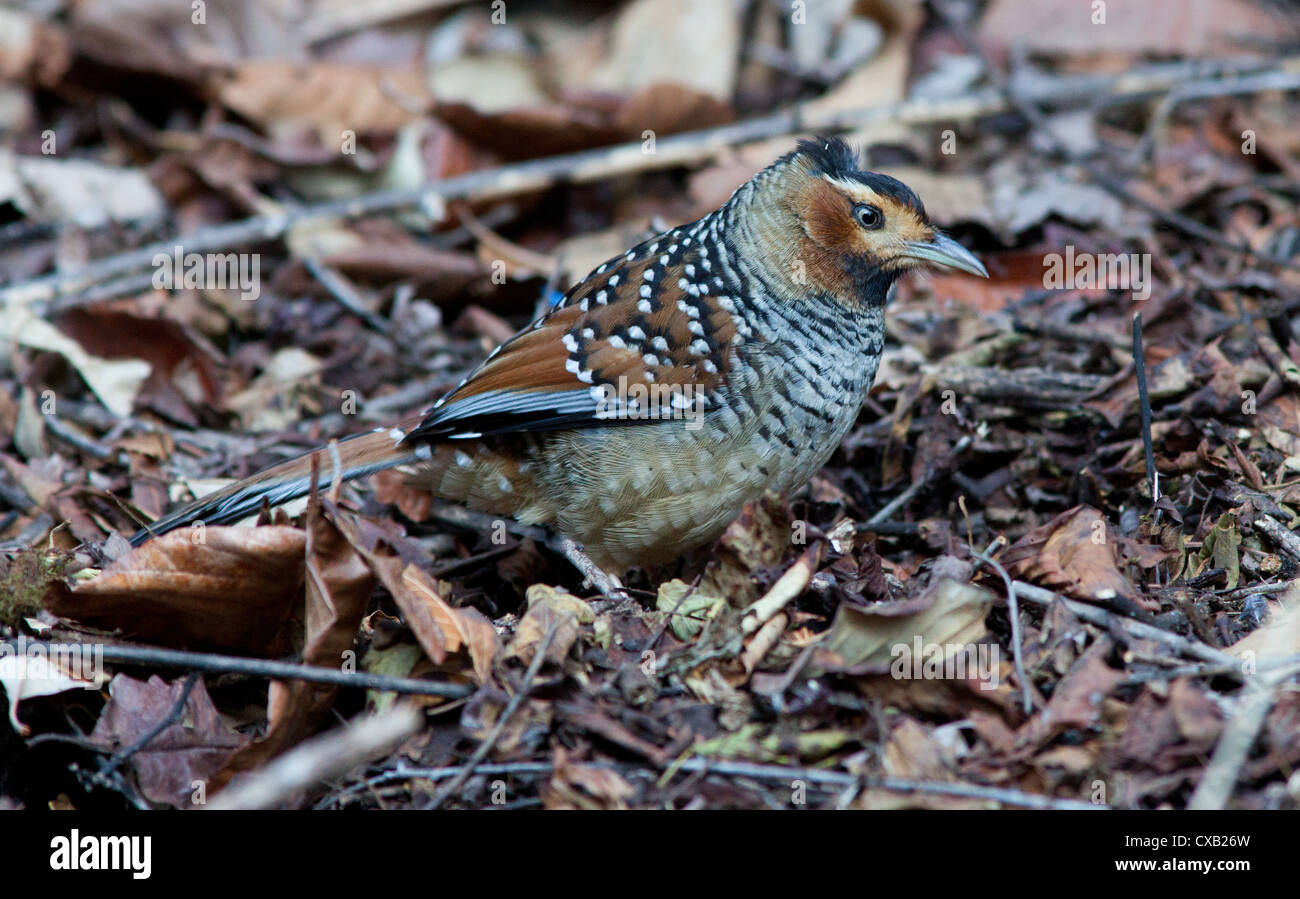 Spotted Laughingthrush, Garrulax ocellatus, Langtang Valley, Nepal ...