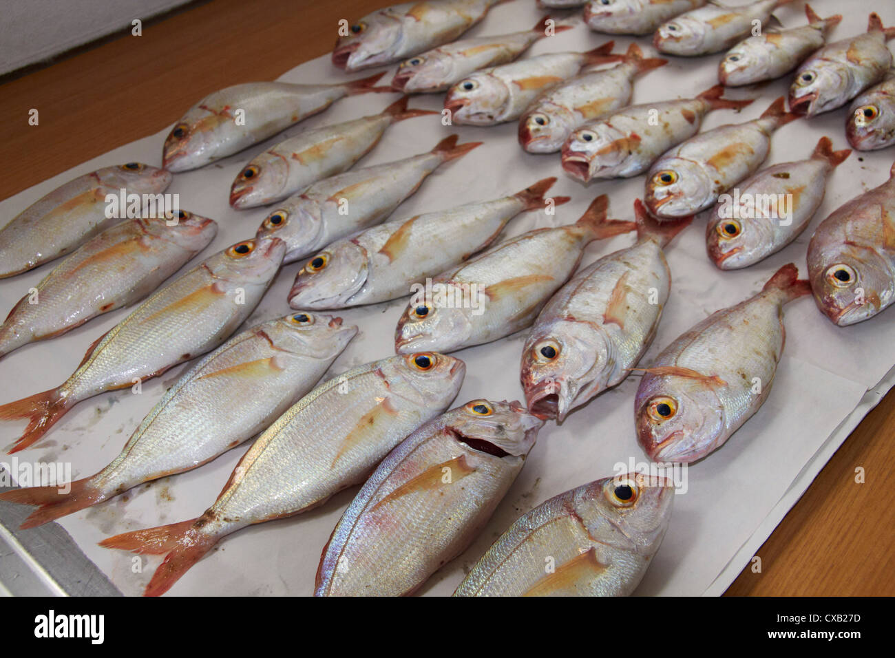 Freshly caught Karenteen Sea Bream. Durban, South Africa Stock Photo ...