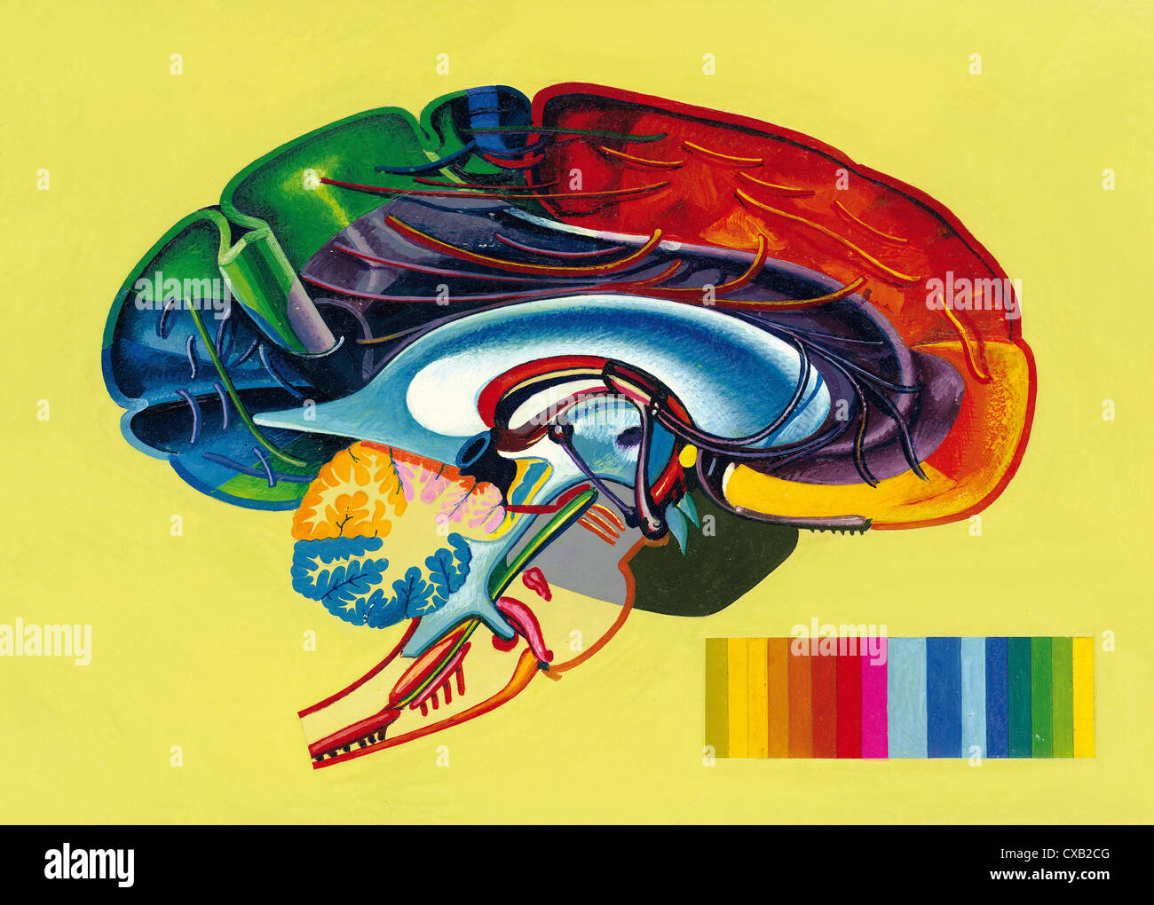 Brain. Inside of the right hemisphere. Drawing. Colour Stock Photo - Alamy