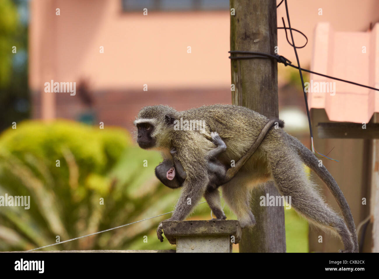 Female vervet monkey hi-res stock photography and images - Alamy