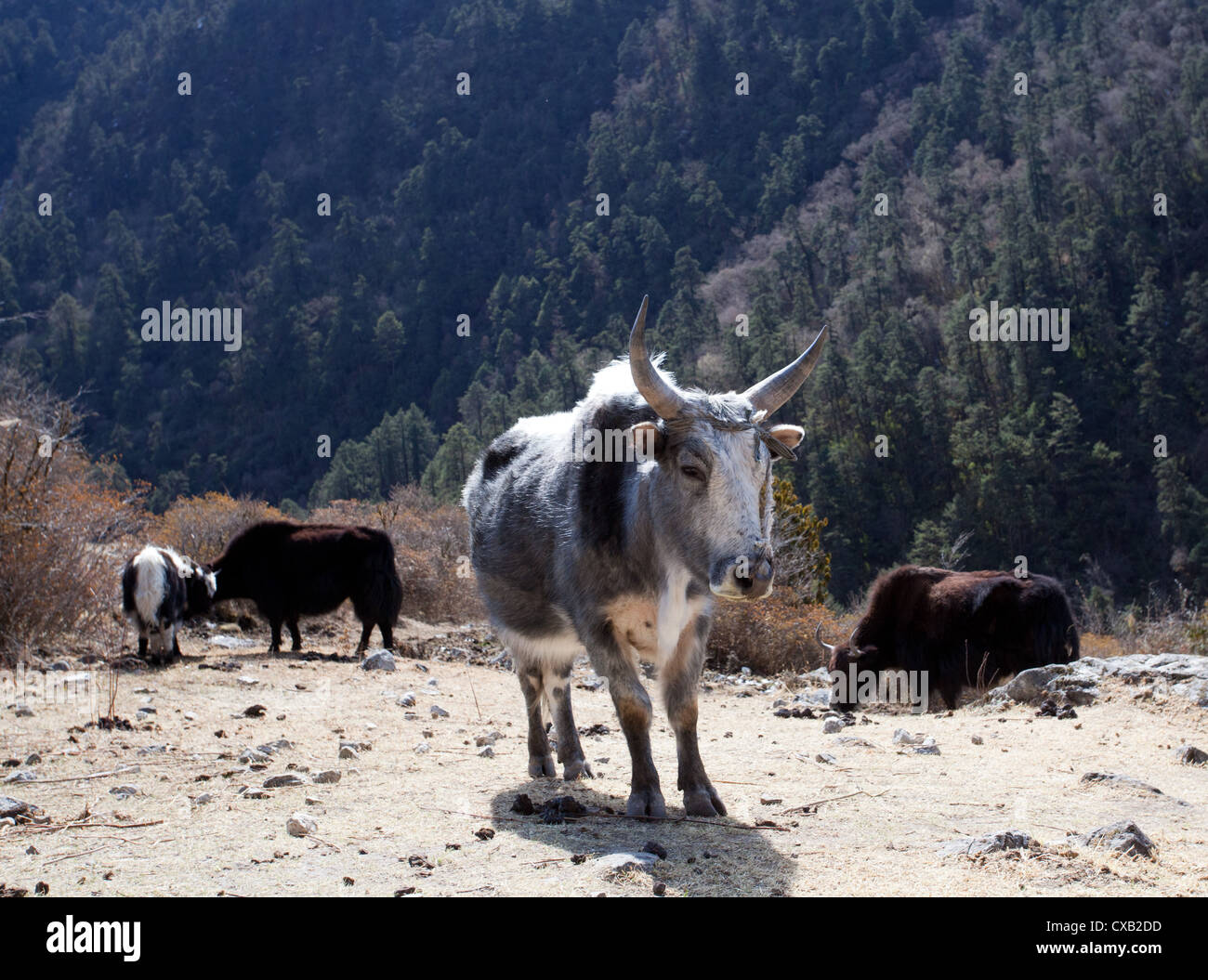 Yaks, Bos grunniens, on a mountain path along the Langtang Valley ...