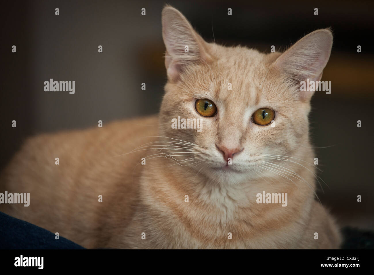 Cat ginger tabby portrait pastel hi-res stock photography and images ...