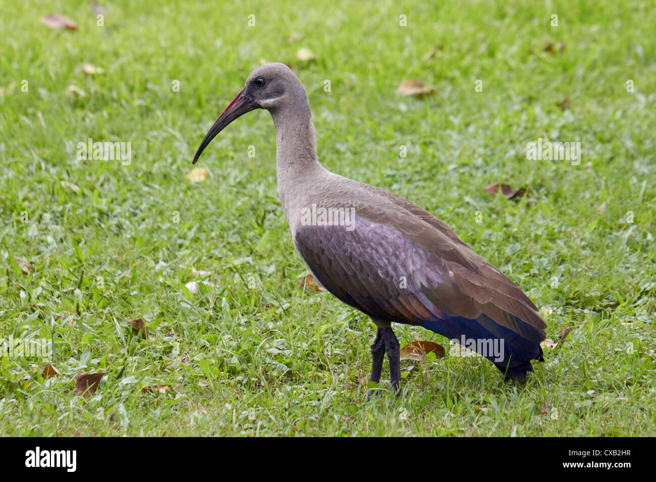 Hadeda Ibis. Amanzimtoti, KwaZulu-Natal, South Africa Stock Photo - Alamy