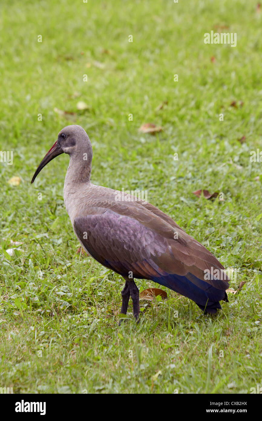 Hadeda Ibis. Amanzimtoti, KwaZulu-Natal, South Africa Stock Photo - Alamy