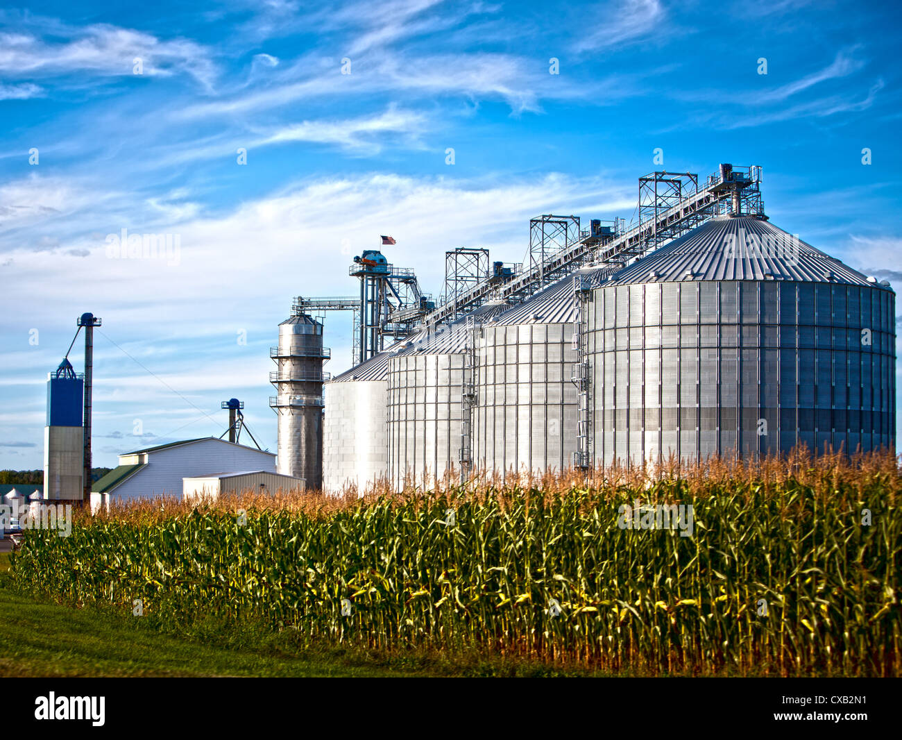 Corn dryer silos standing in a field of corn Stock Photo - Alamy