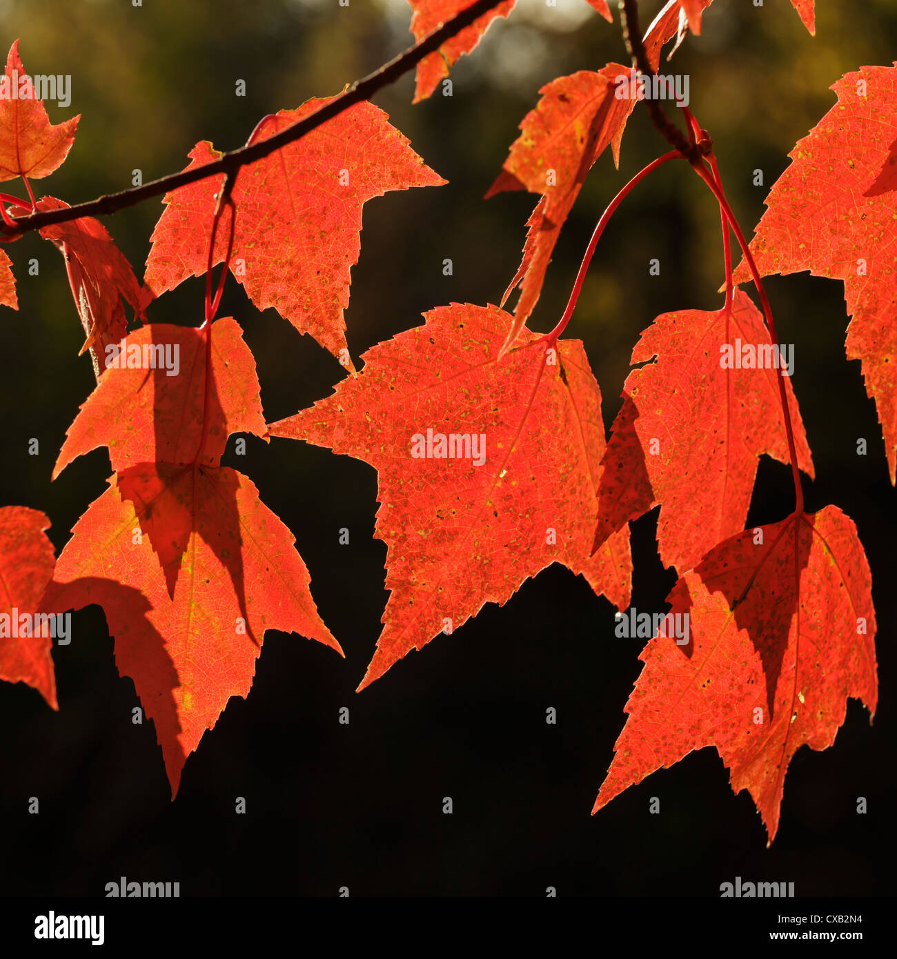 Maple leaves backlit hi-res stock photography and images - Alamy
