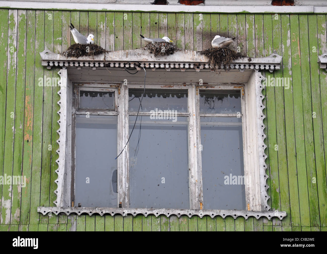 Russian birds hi-res stock photography and images - Alamy