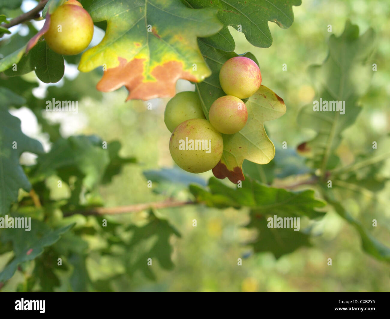 Oak apples hi-res stock photography and images - Alamy