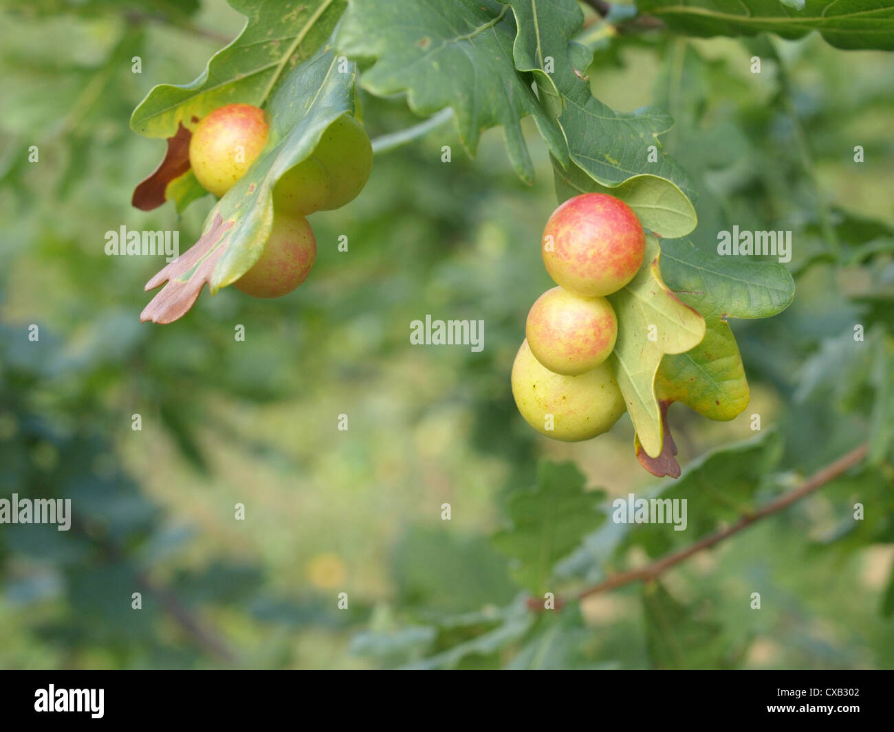 oak apples on a oak tee / Galläpfel an einem Eichenbaum Stock Photo - Alamy