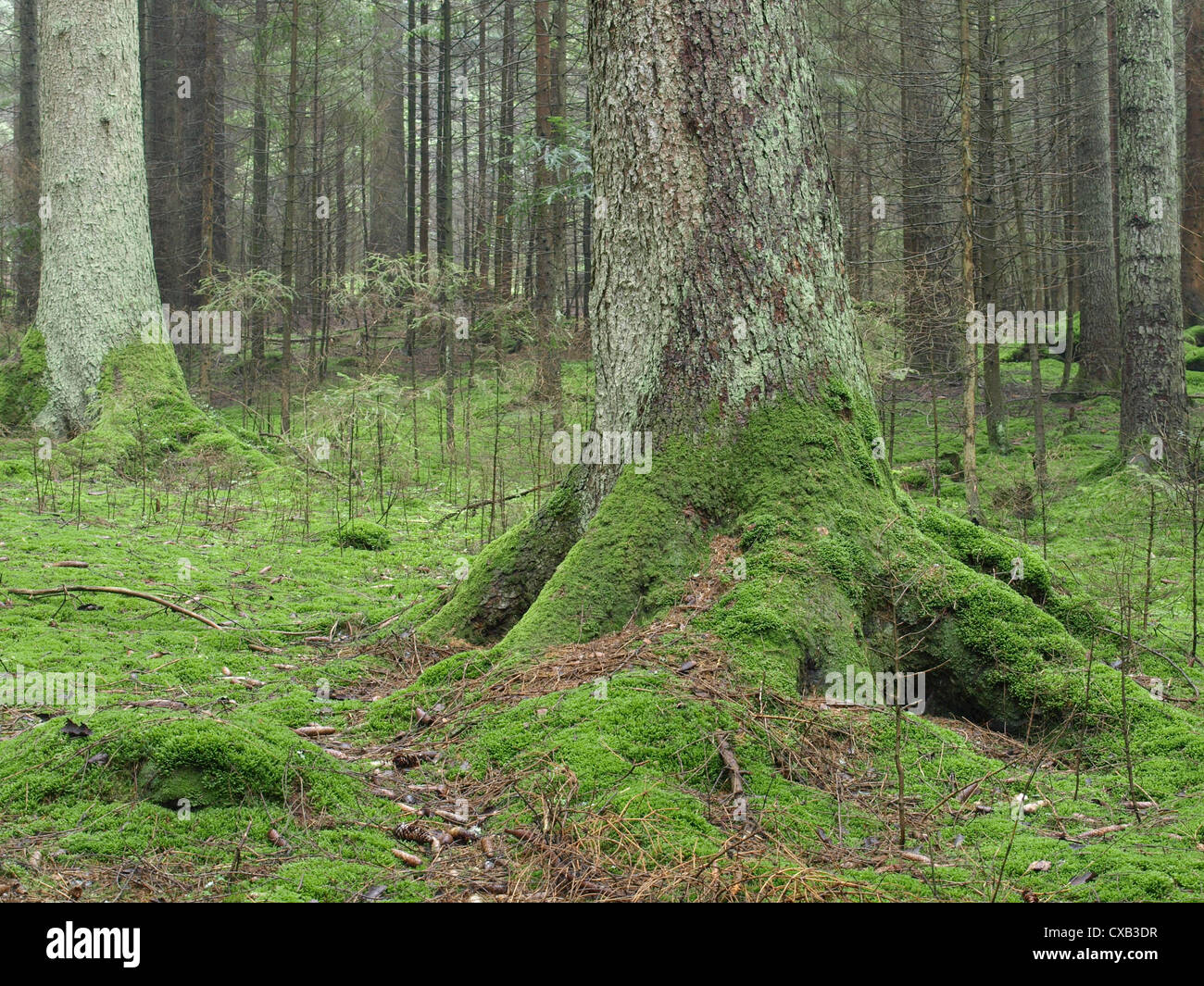 Wood landscape with moss / Wald Landschaft mit Moos Stock Photo - Alamy