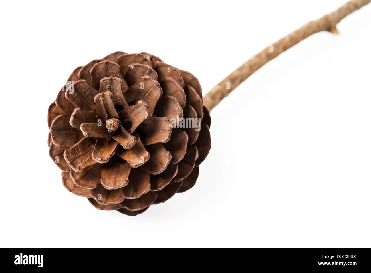 pine cone on stem isolated on white background Stock Photo - Alamy