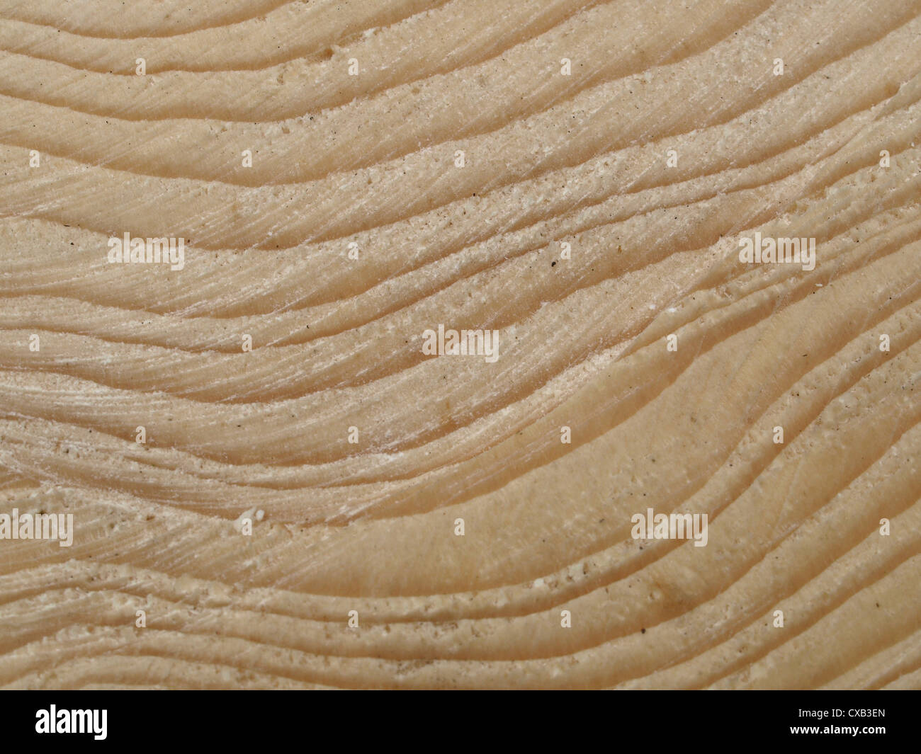 wood texture / Holztextur Stock Photo - Alamy