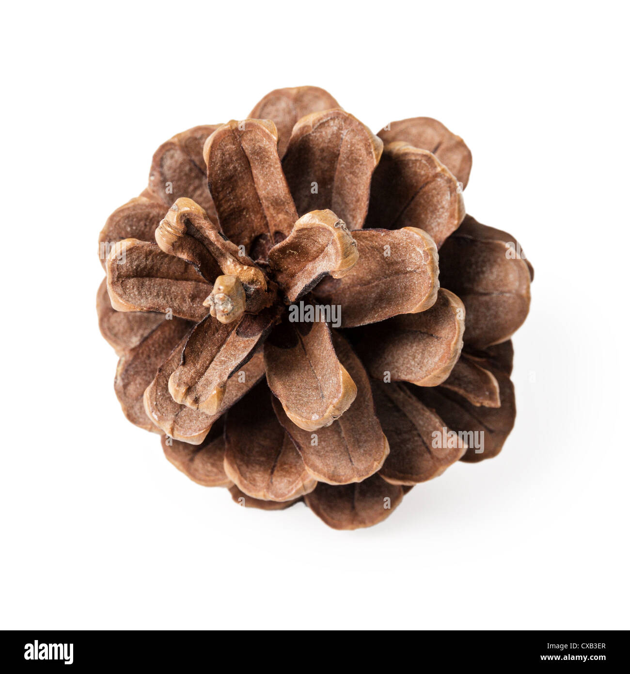 single open fir cone isolated on white background Stock Photo - Alamy
