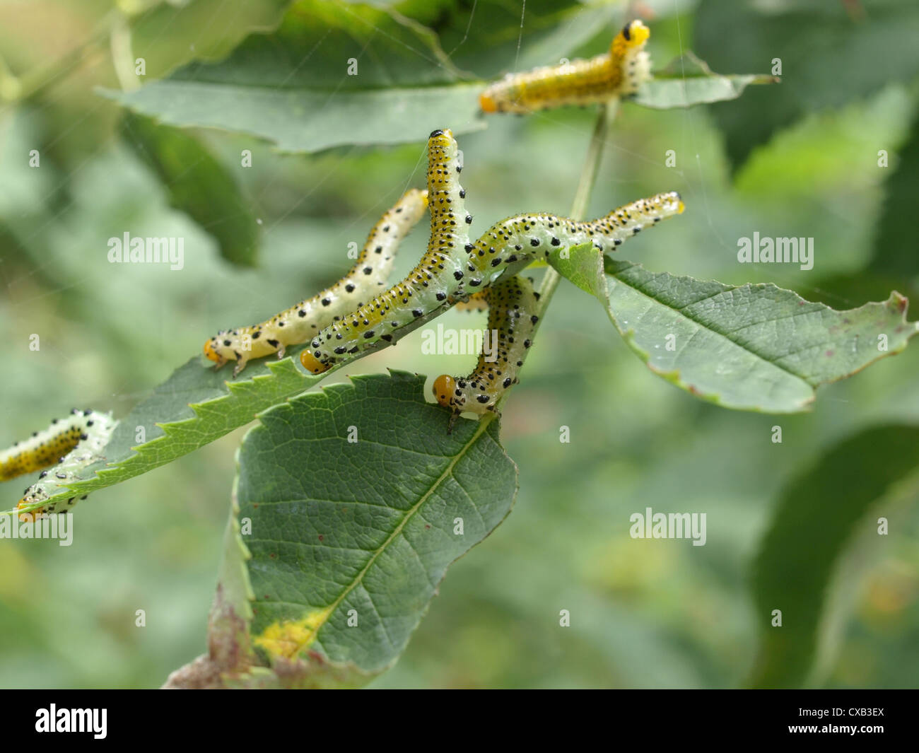 Larven hi-res stock photography and images - Alamy