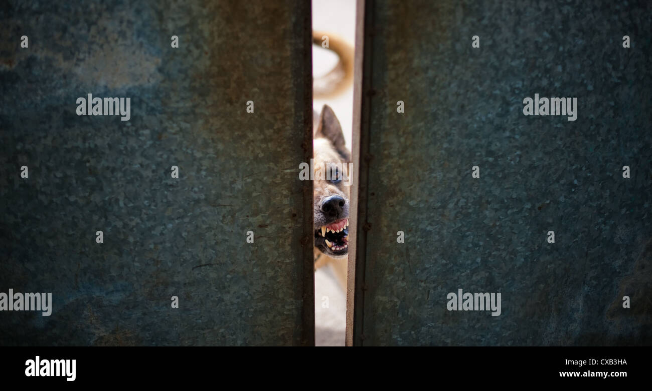 Guard dog snarling hi-res stock photography and images - Alamy