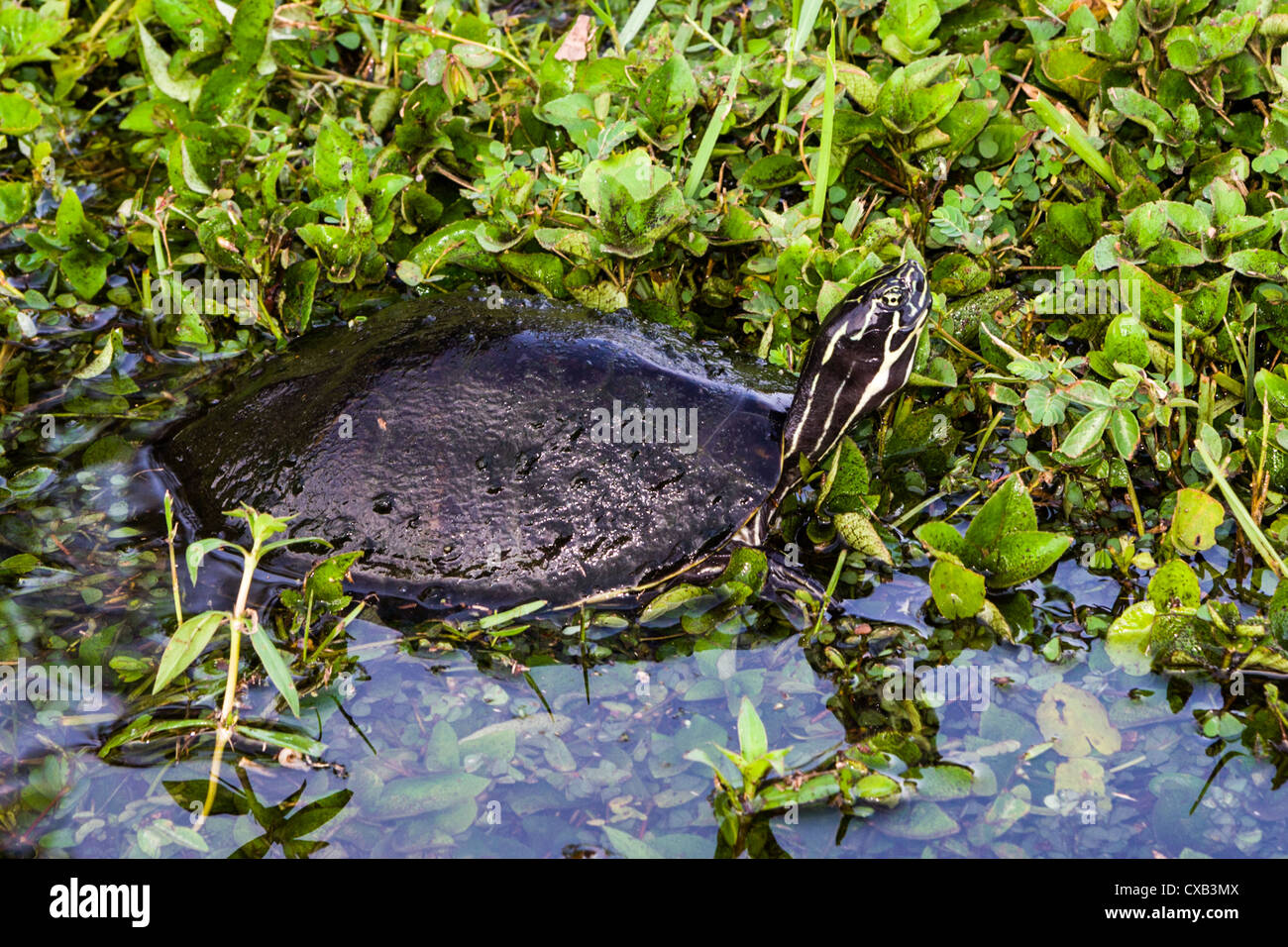 Stream Turtle High Resolution Stock Photography and Images - Alamy