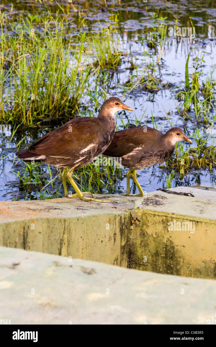 Marsh Hen High Resolution Stock Photography and Images - Alamy
